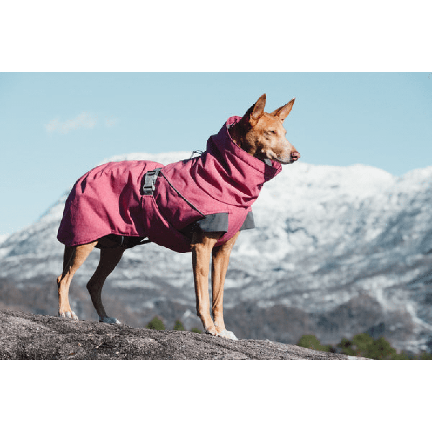 Hurtta Expedition Parka Beetroot » Dogfather and Co. | Dog Grooming and ...