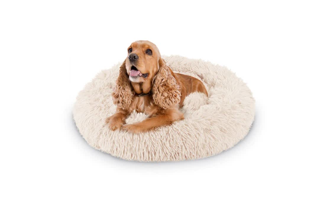 Show & Tail The Powdered Dog-nut Champagne » Dogfather and Co. | Dog ...