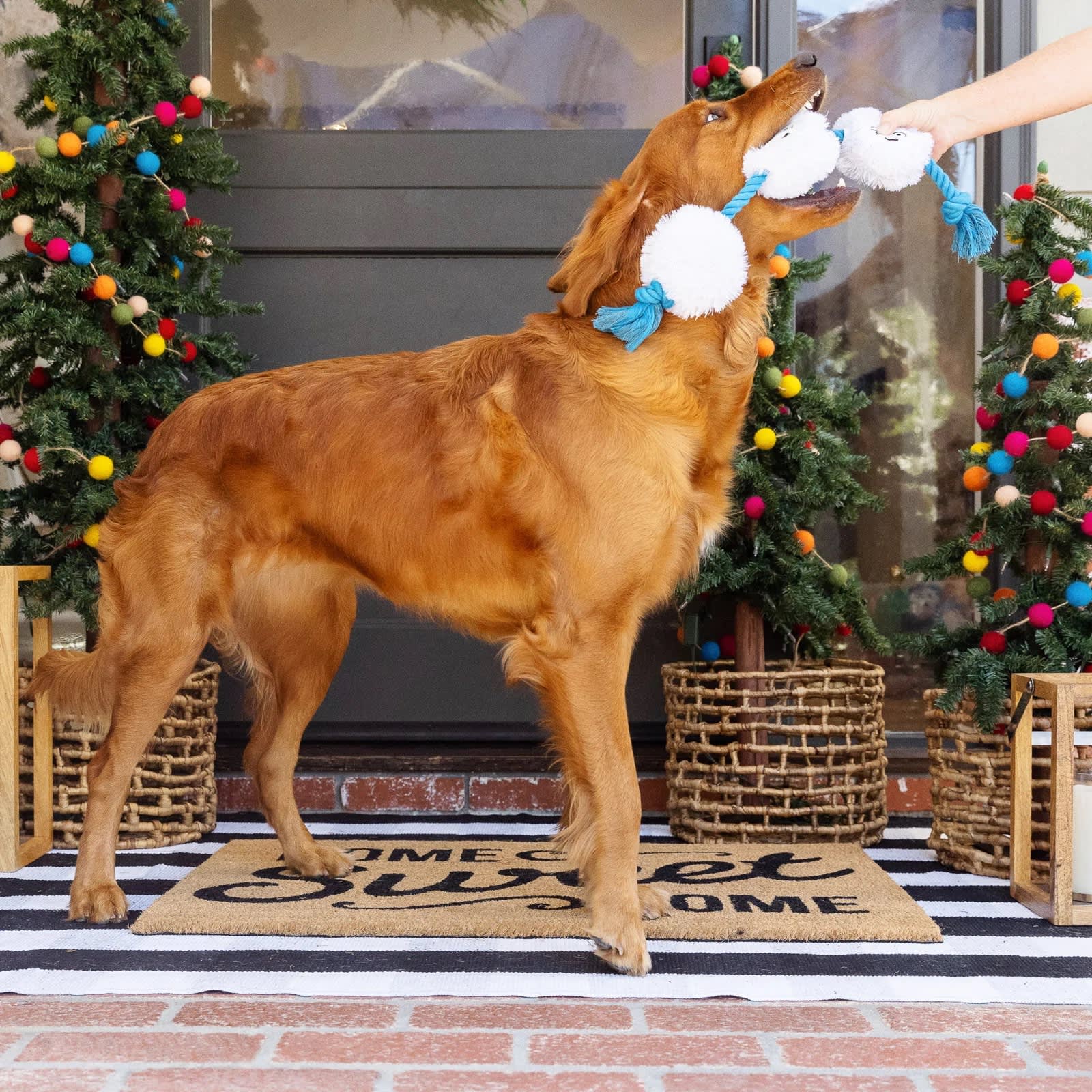 Pet Shop by Fringe Studio Holiday Snow Time for Fun » Dogfather and Co ...