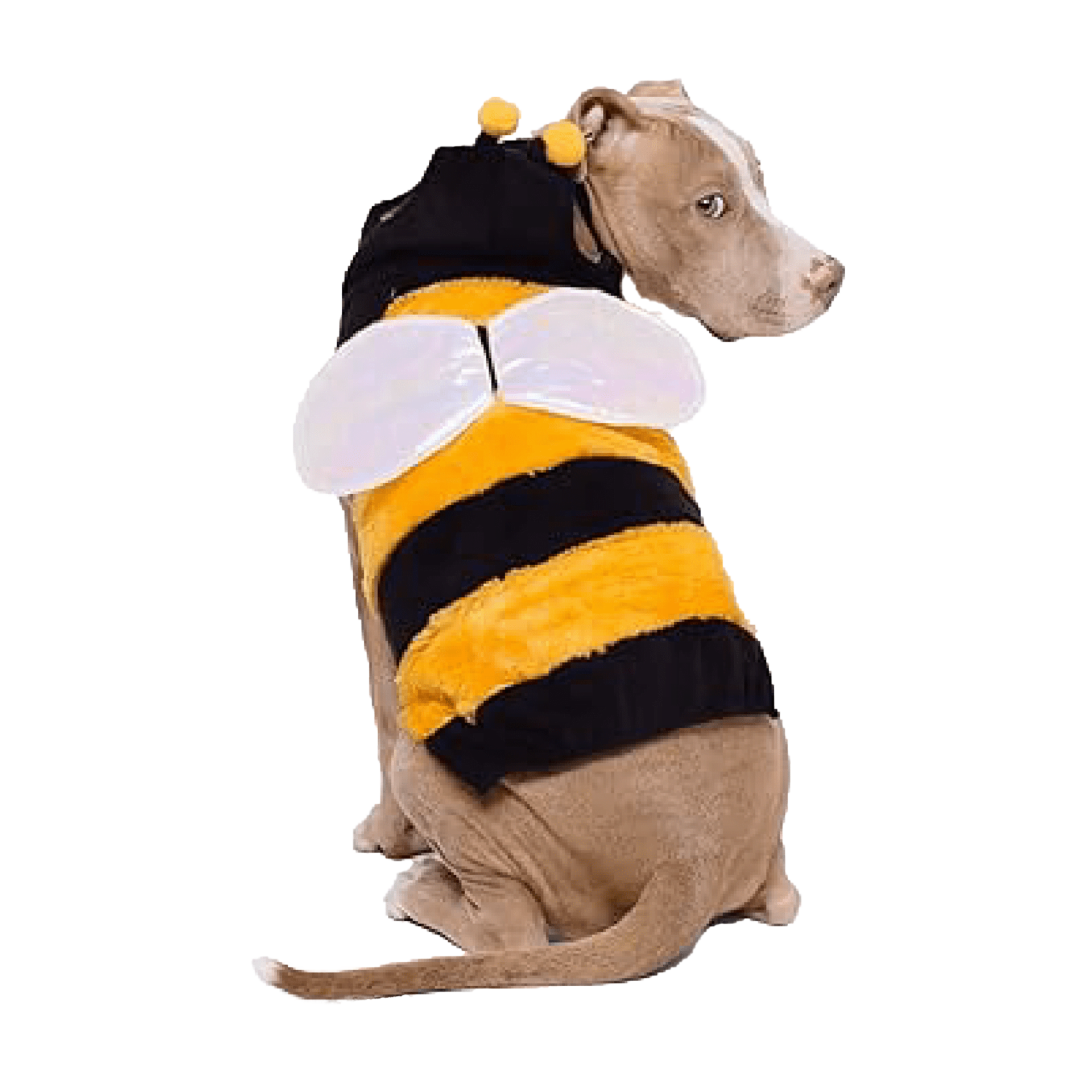 Show & Tail Costume The Wanna-Bee » Dogfather and Co. | Dog Grooming ...